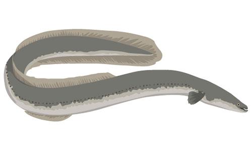 Anguille européenne | Portail National des Poissons Migrateurs