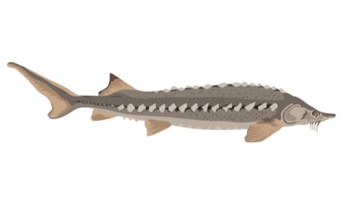 Esturgeon européen | Portail National des Poissons Migrateurs